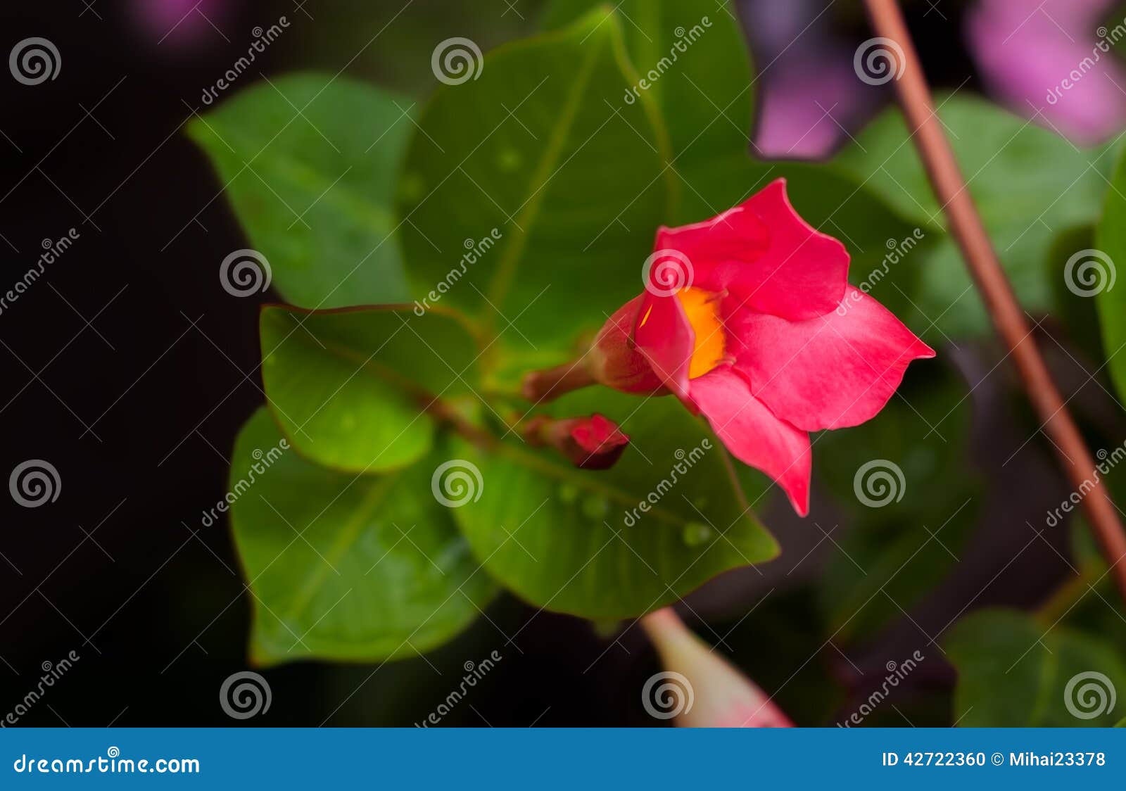 Planet of the flowers stock photo. Image of incredible - 42722360