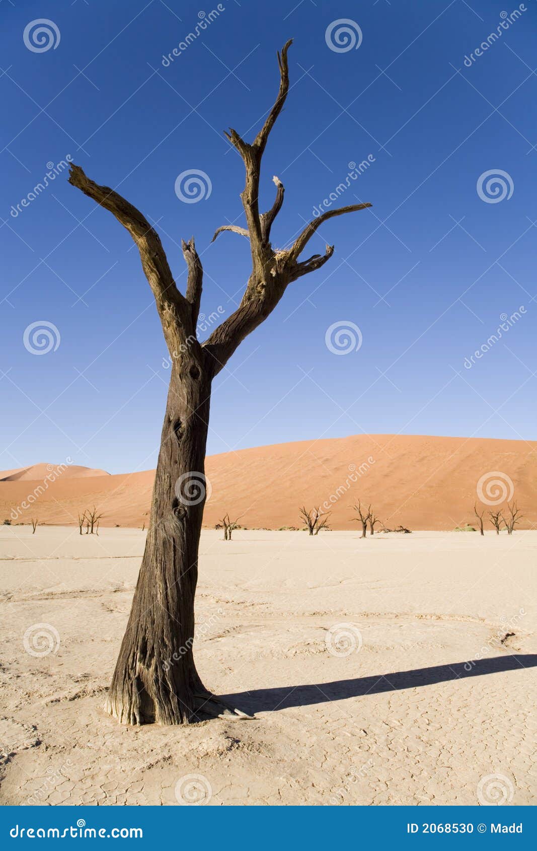 Planeta seco foto de stock. Imagem de exterior, vertical - 2068530