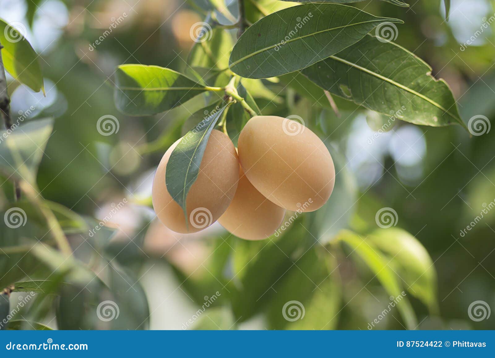 Plango Fruit or Marian Plum Tropical Southeast Asia Fruit on Tree Stock ...