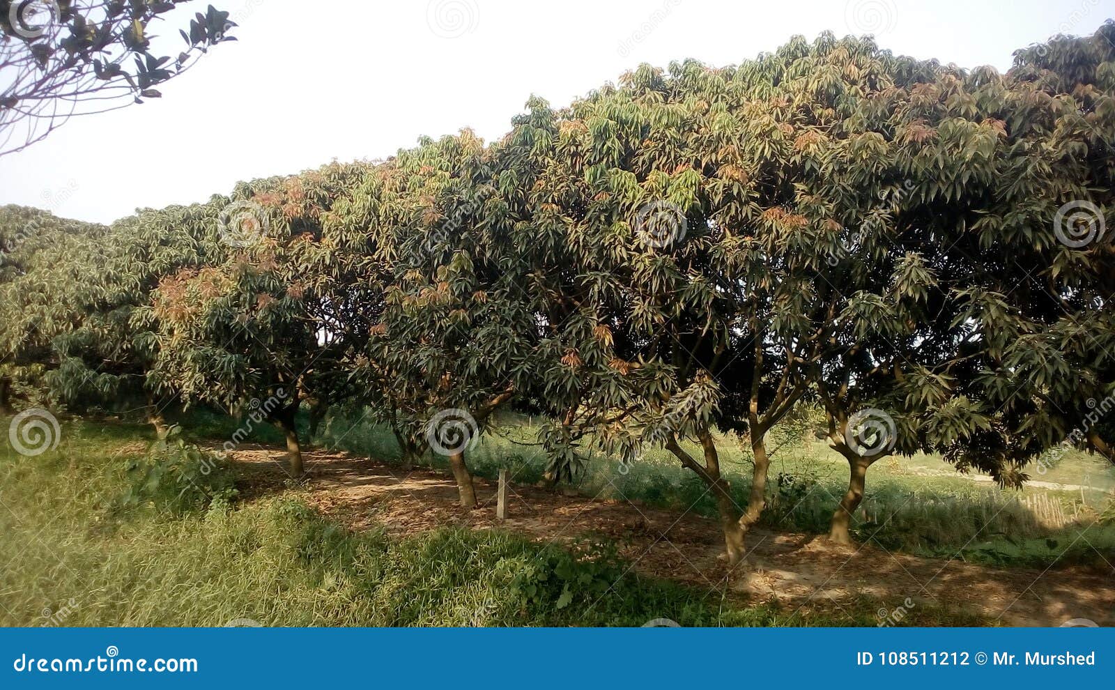 Planing forest stock photo. Image of tree, leeches, planing - 108511212