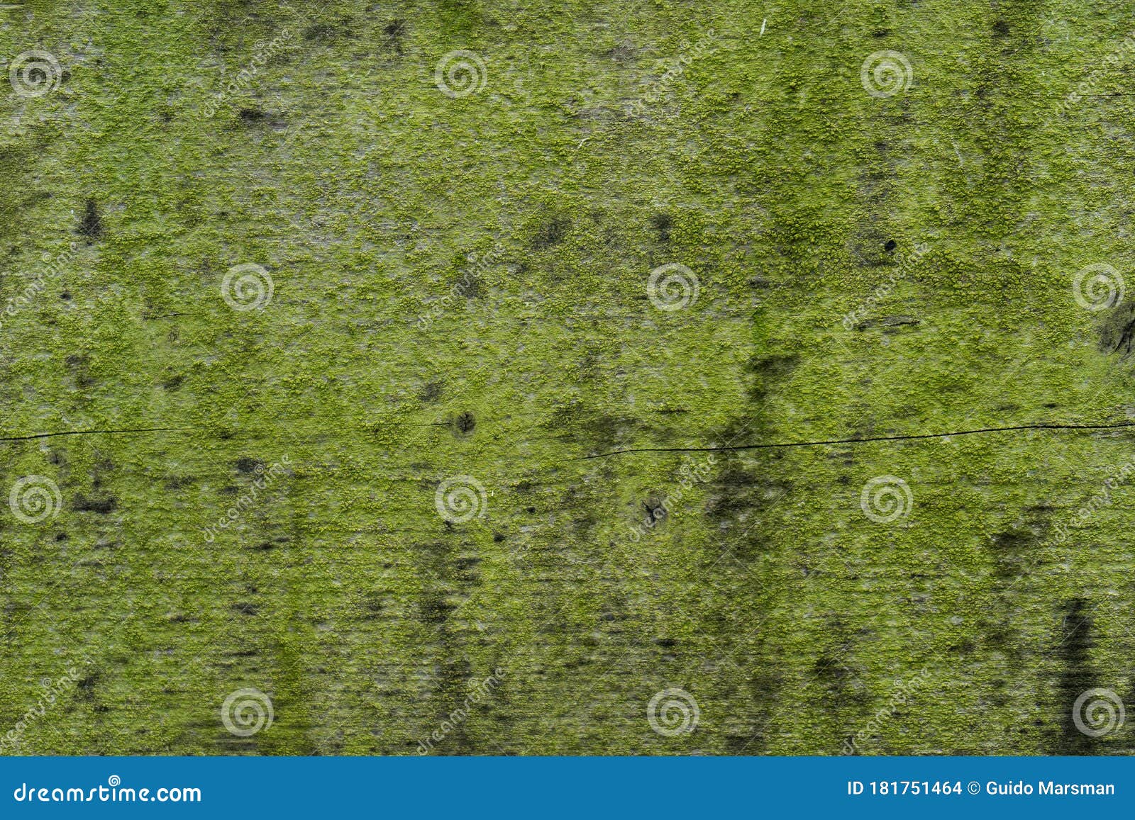 Wood Plank Covered in Green Moss Texture Pattern Stock Photo - Image of ...