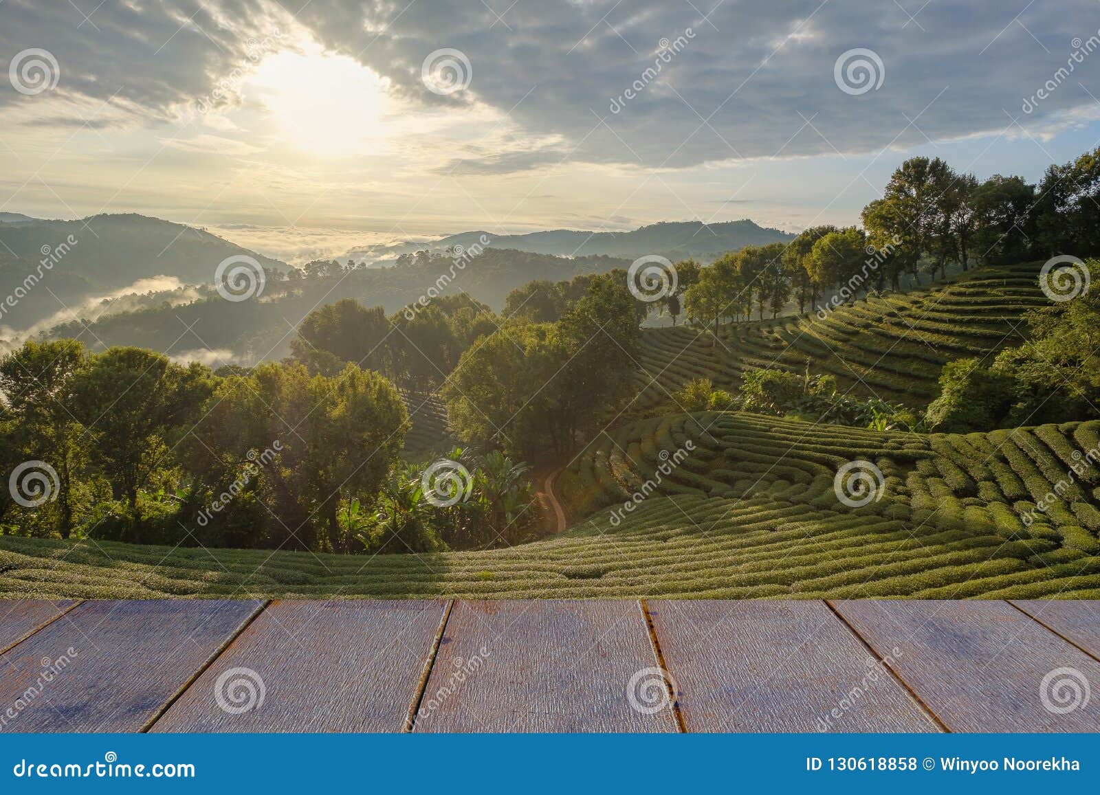 Plank on tea plantation. stock photo. Image of freshness - 130618858