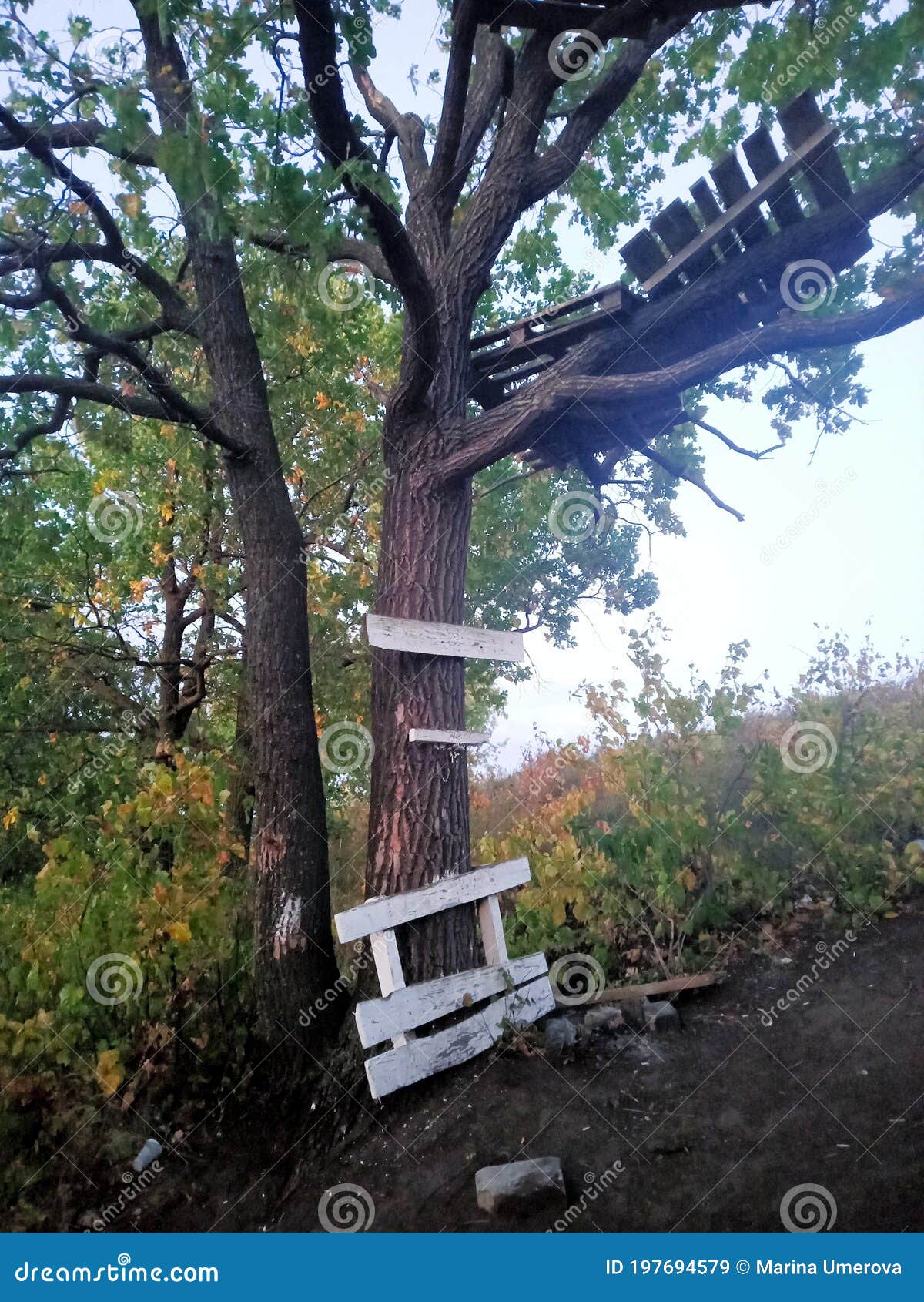 Planks on a tree trunk stock image. Image of forest - 197694579