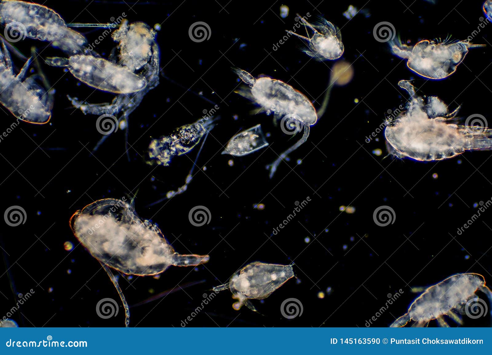 Plankton are Organisms Drifting in Oceans and Seas Stock Photo - Image ...