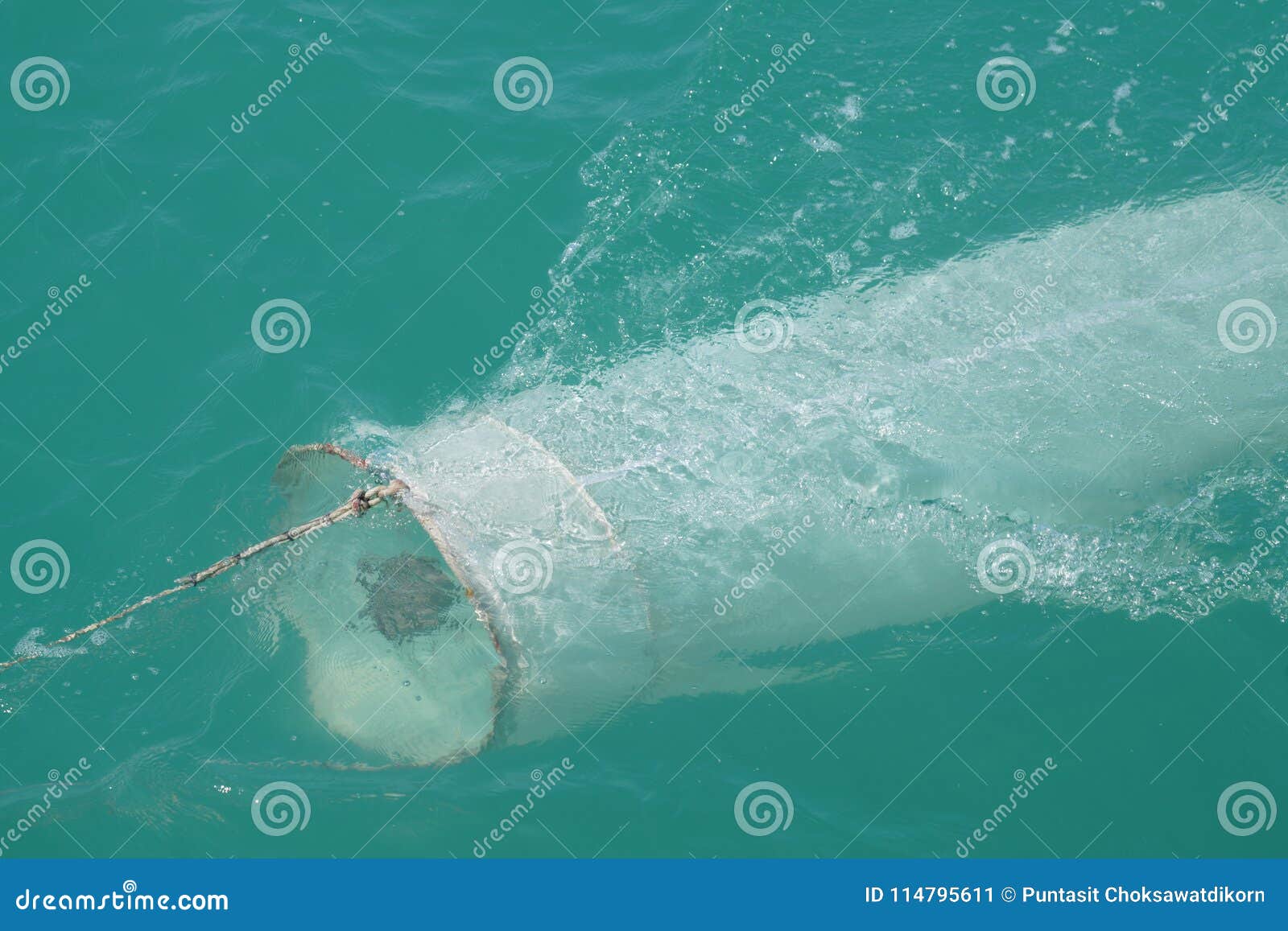 Plankton Sampling Collect for Plankton in Water Stock Image - Image of ...