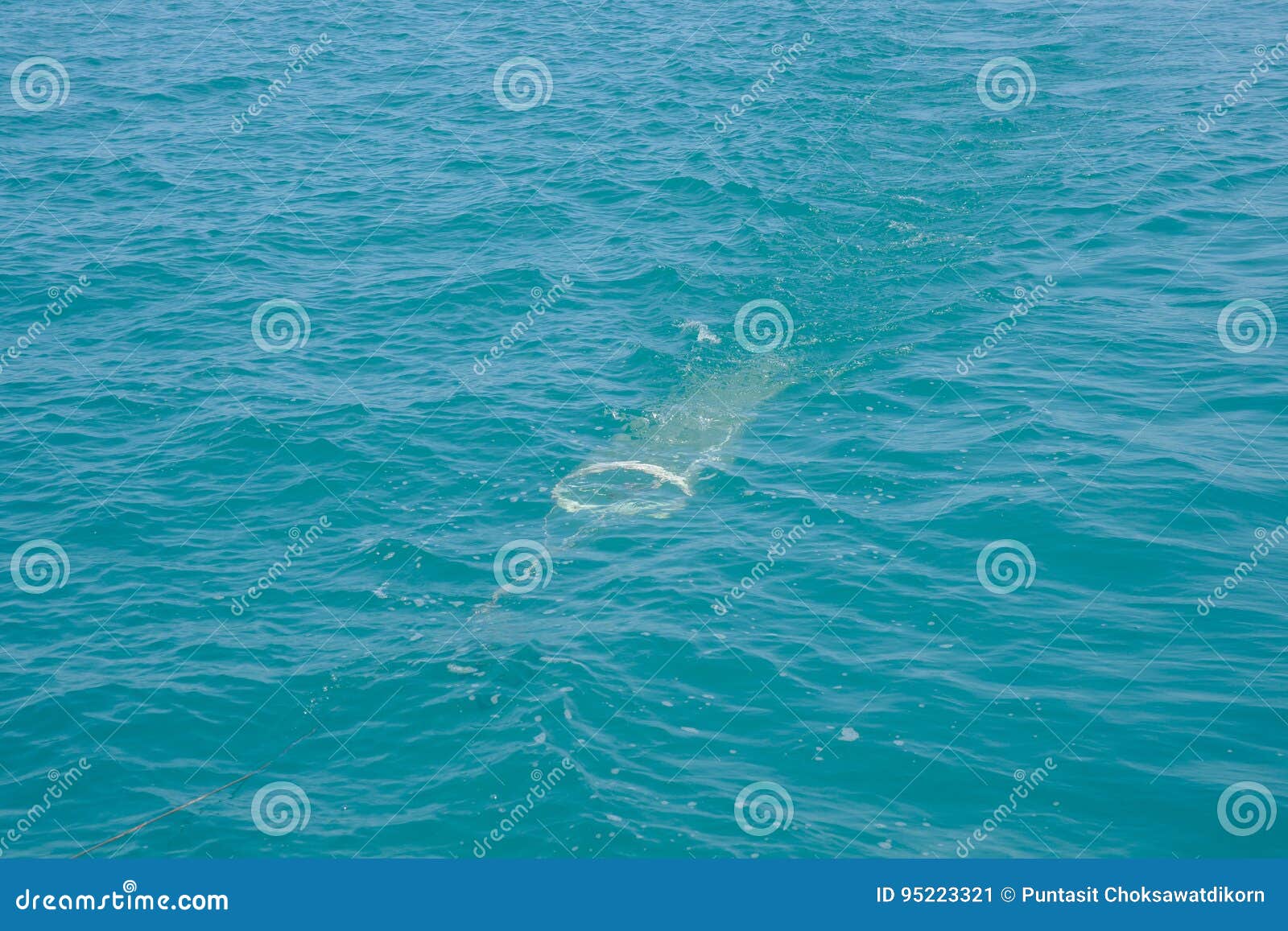 Plankton Net Sampling Phytoplankton Stock Photo | CartoonDealer.com ...