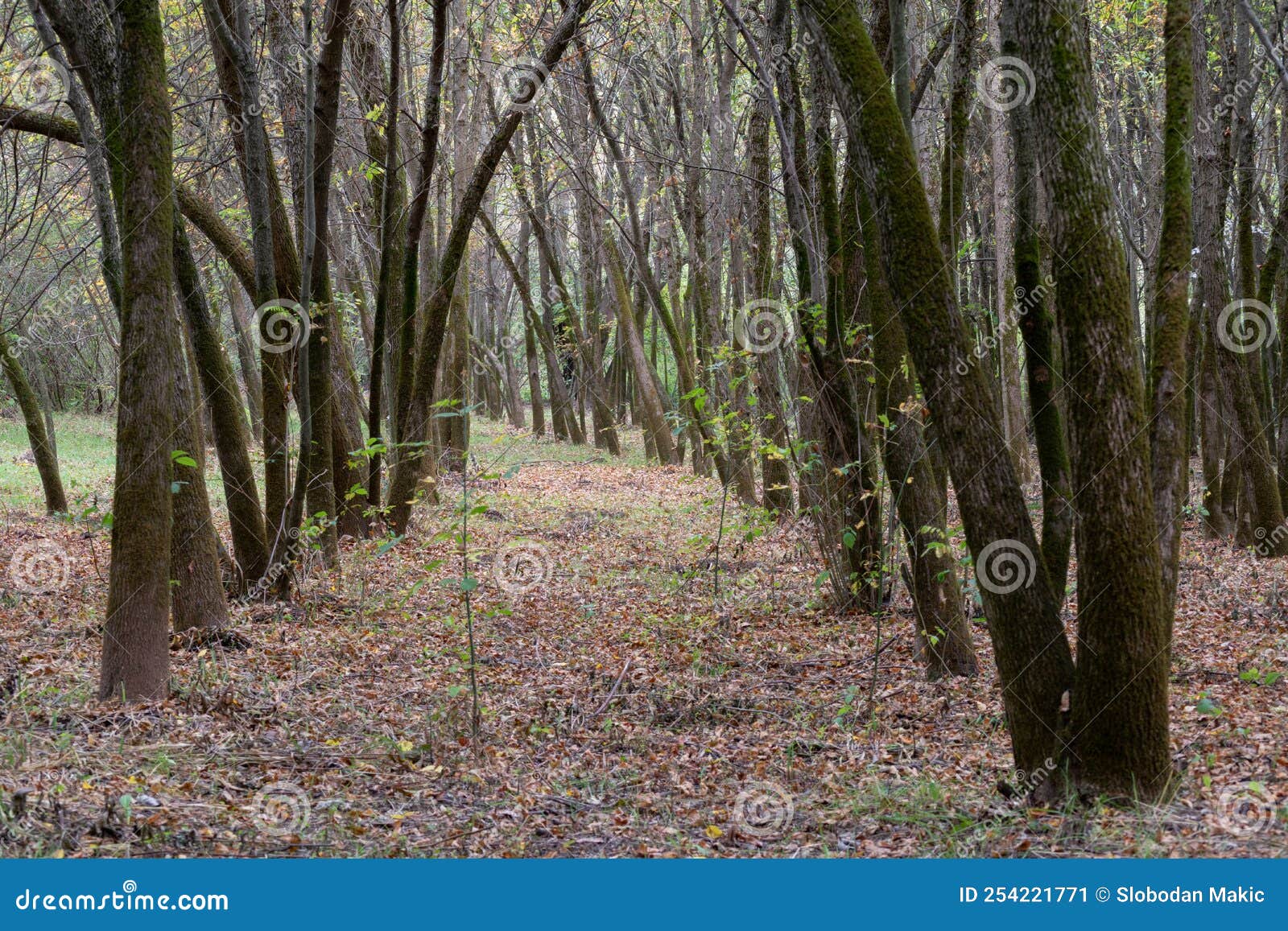 Planned Planted Alder Forest in Rows Stock Image - Image of fall ...