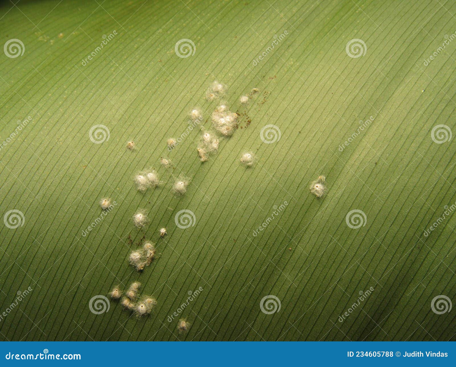 Planococcus Citri Comúnmente Conocido Como Mealybug De Cítricos Foto de ...