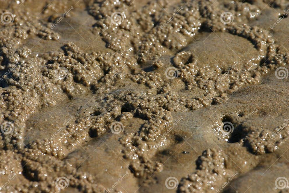 Planos de fango imagen de archivo. Imagen de wormhole - 3464545