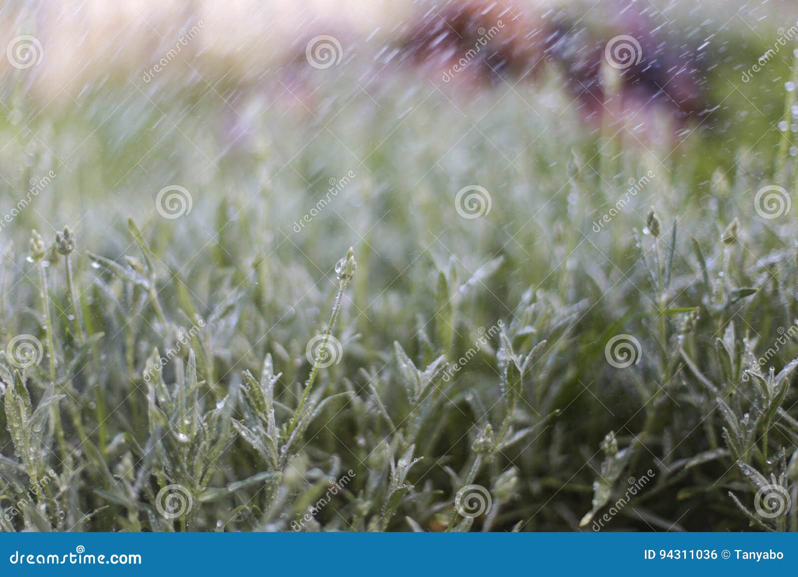 Planr and rain,spray stock photo. Image of hose, beds - 94311036