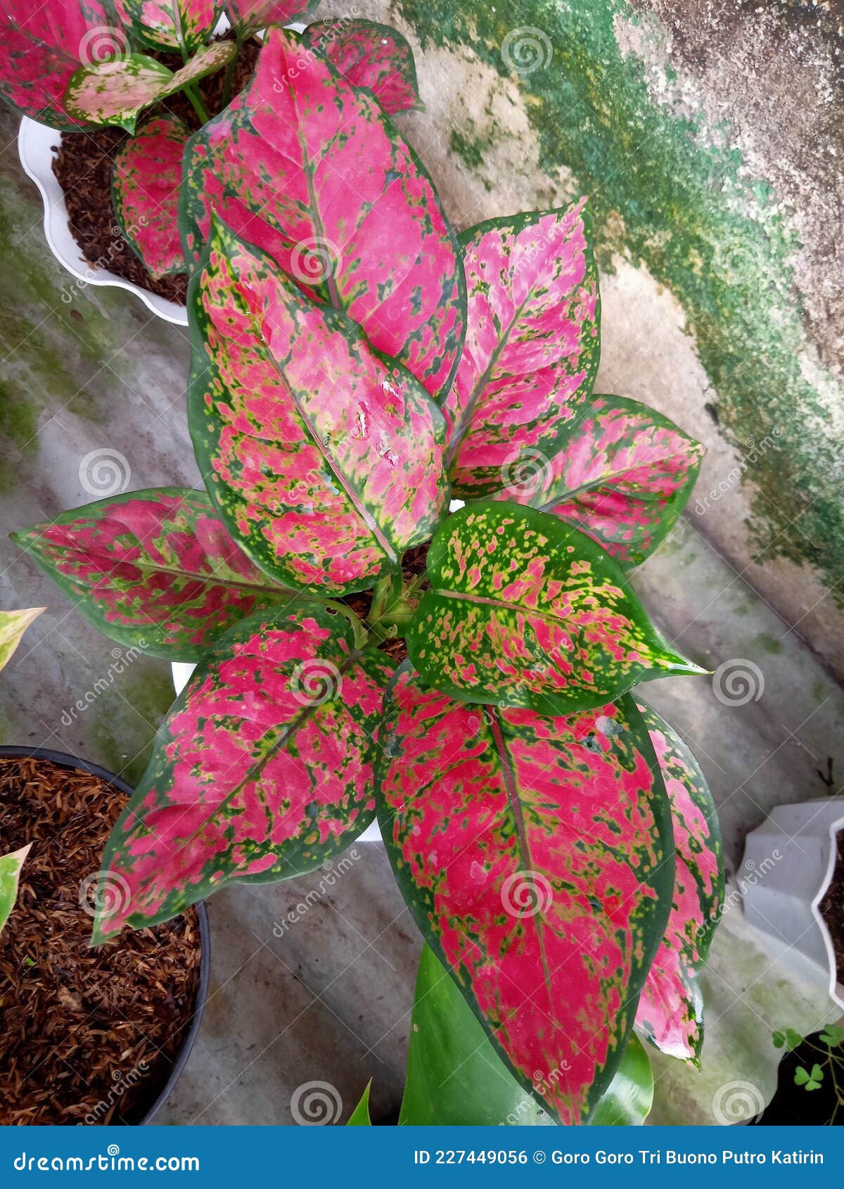 Surface Of Venus Planet Spinning In Its Own Orbit In The Outer Space ...