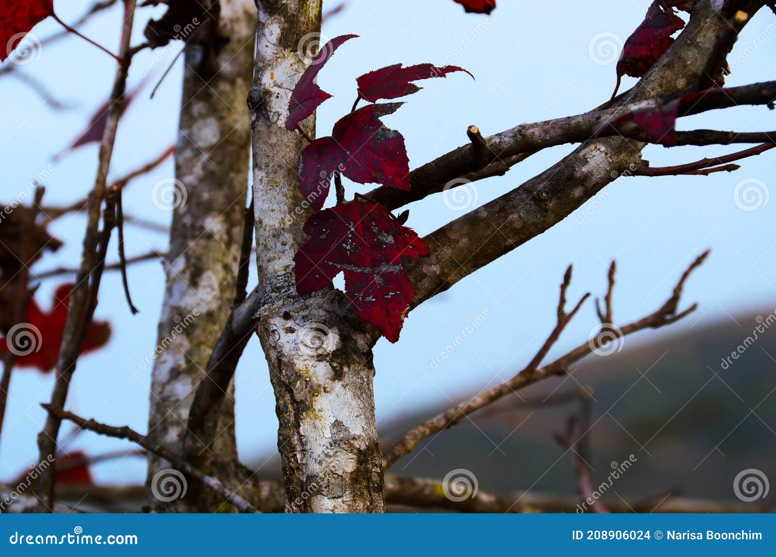 Plans and tree stock photo. Image of snow, tree, plans - 208906024