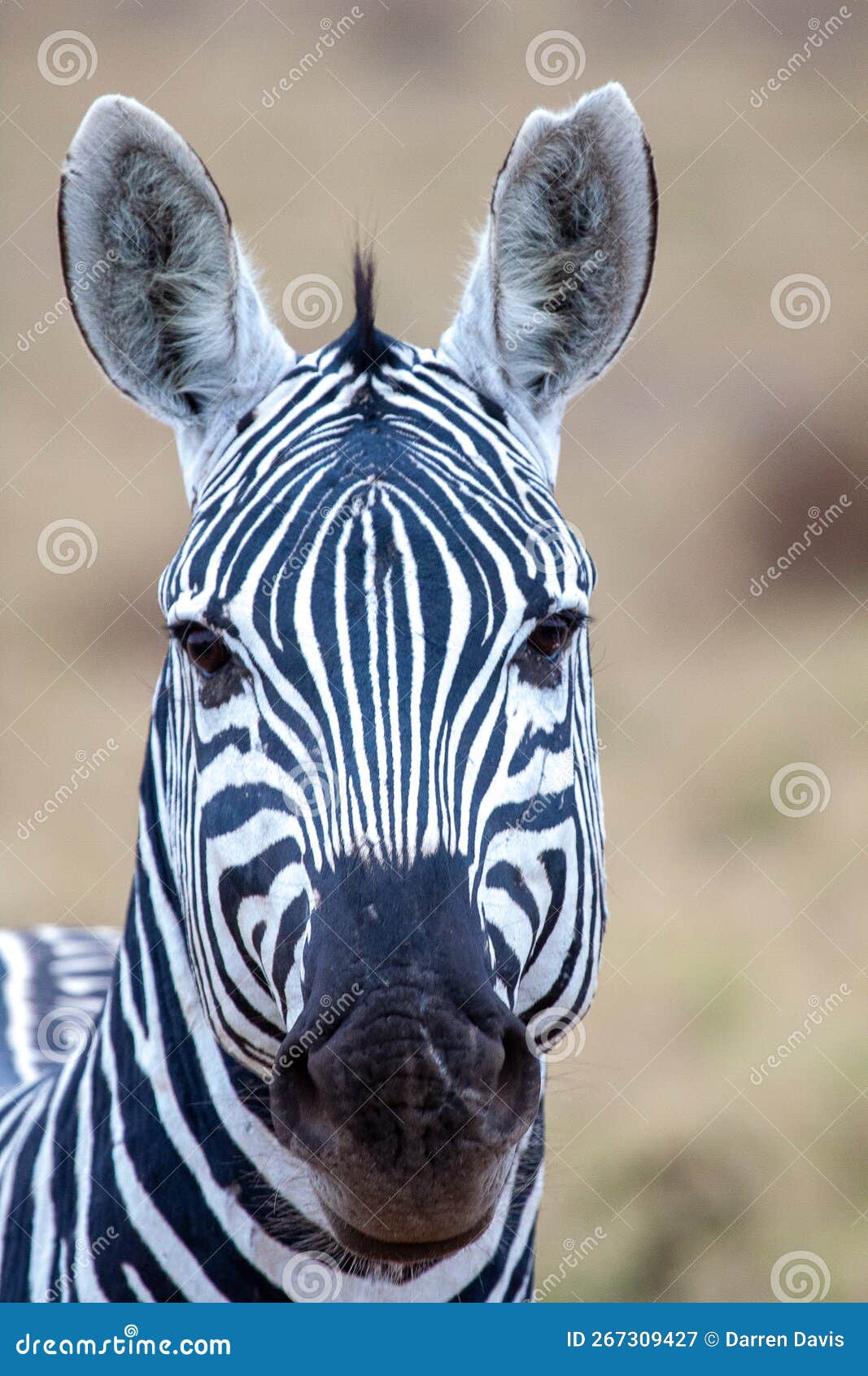 Plans Zebra Equus Quagga Looking Directly at Camera Stock Image - Image ...