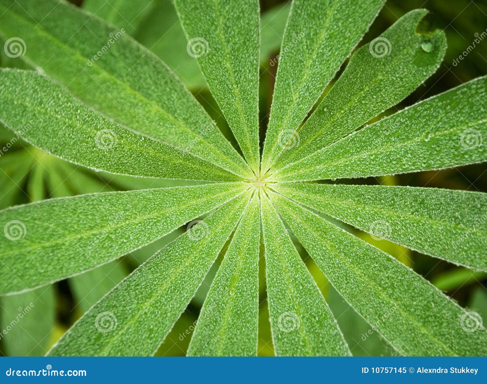 Plant stock image. Image of concentric, leaf, centre - 10757145