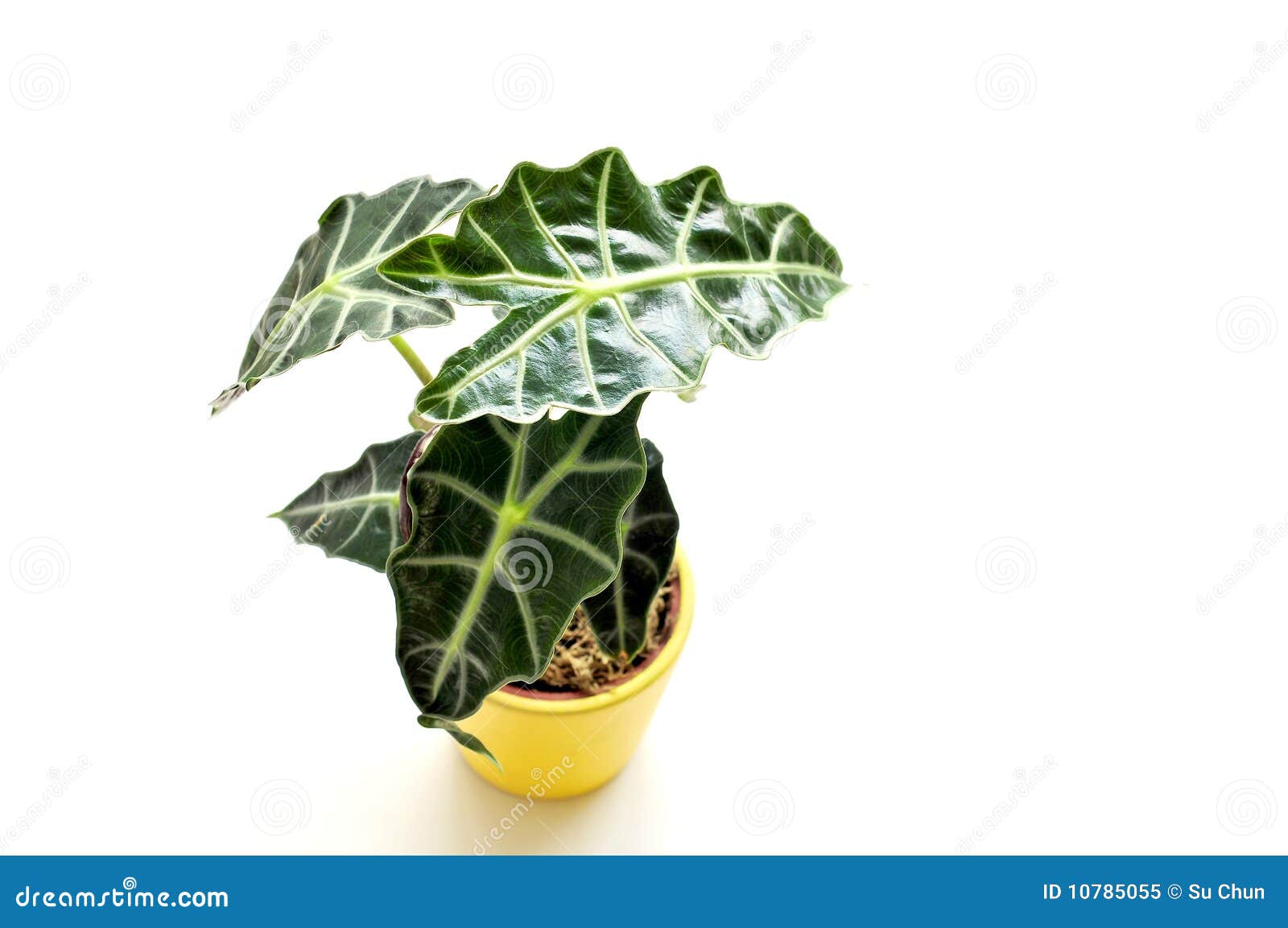 Plant stock image. Image of pottet, natural, garden, happy - 10785055