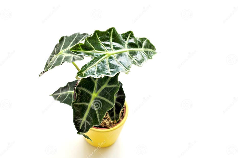 Plant stock image. Image of pottet, natural, garden, happy - 10785055