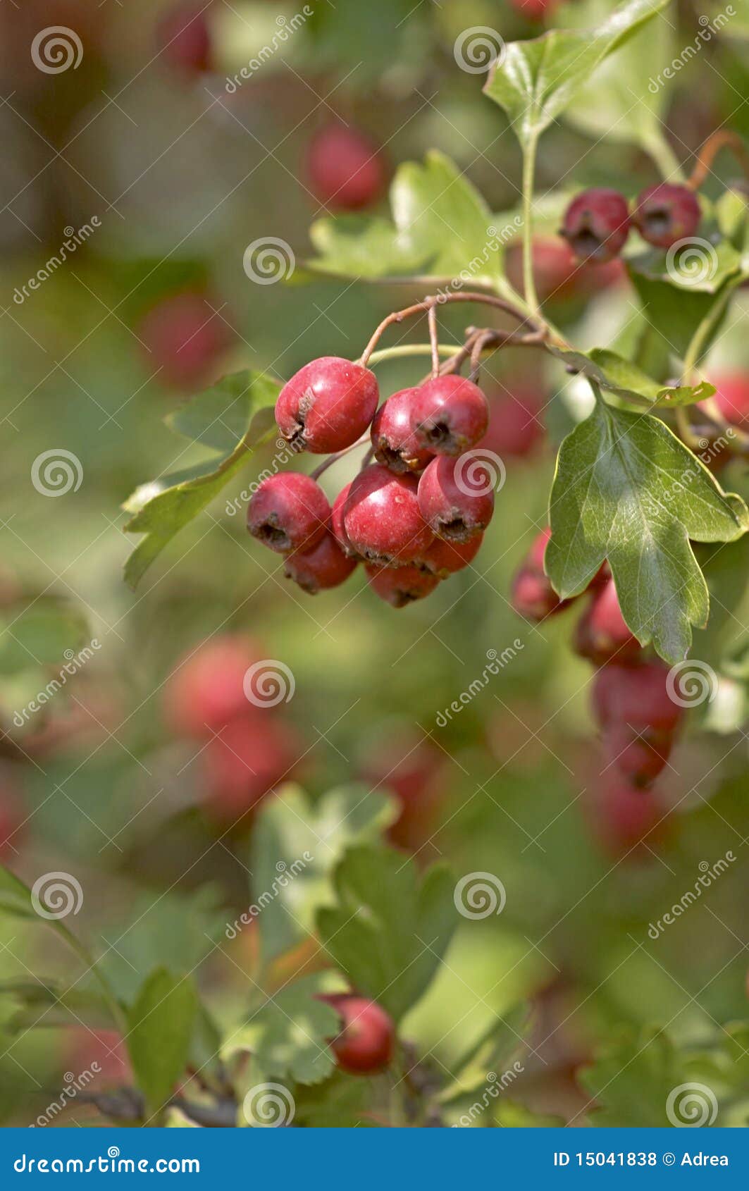 Branch with brier plant stock photo. Image of decoration - 15041838