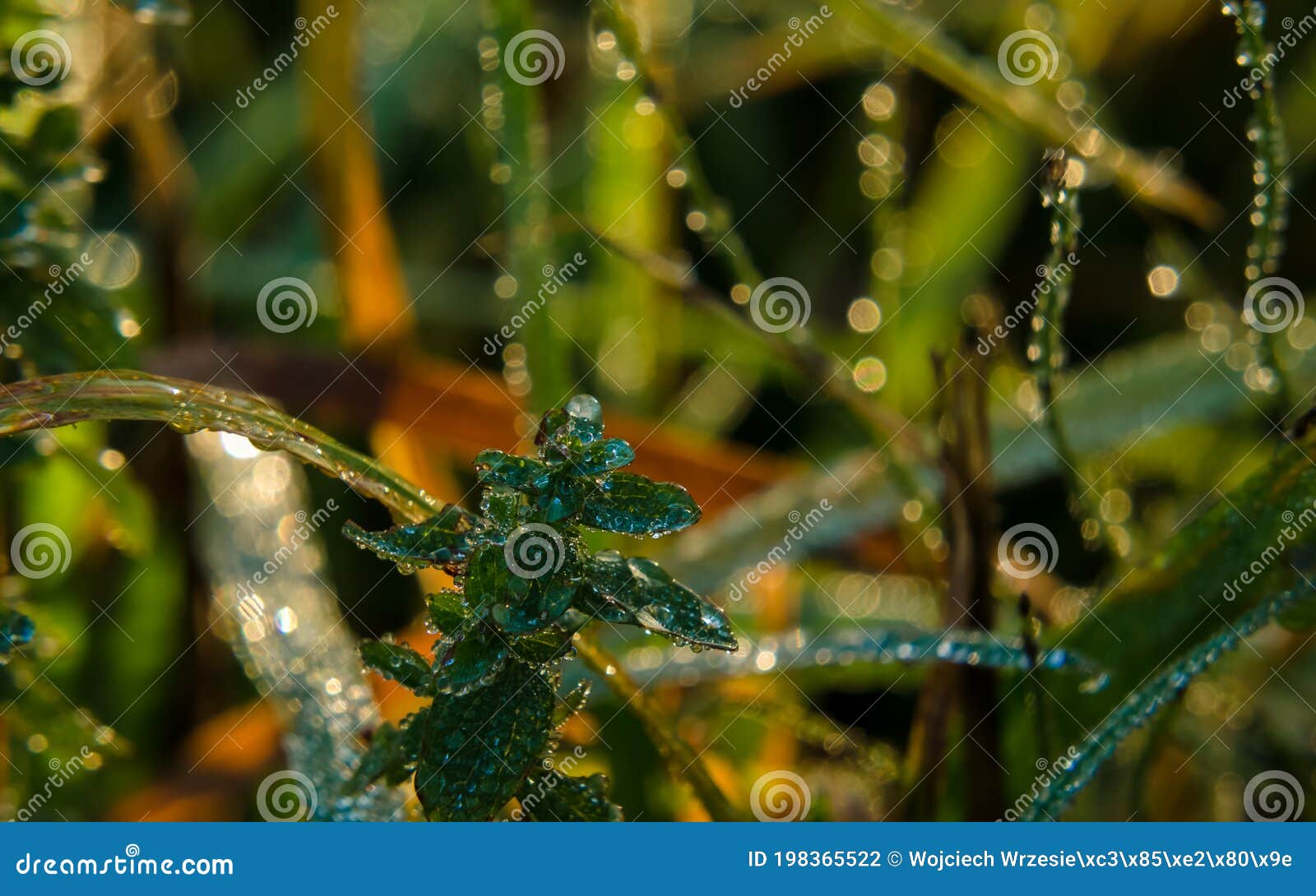 MORNING DEW DROPS stock photo. Image of macro, countryside - 198365522