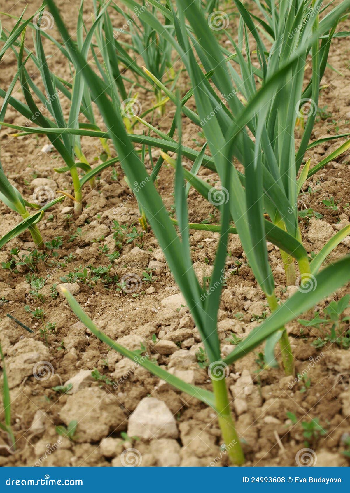 Plant stock photo. Image of plant, leaf, lump, background - 24993608