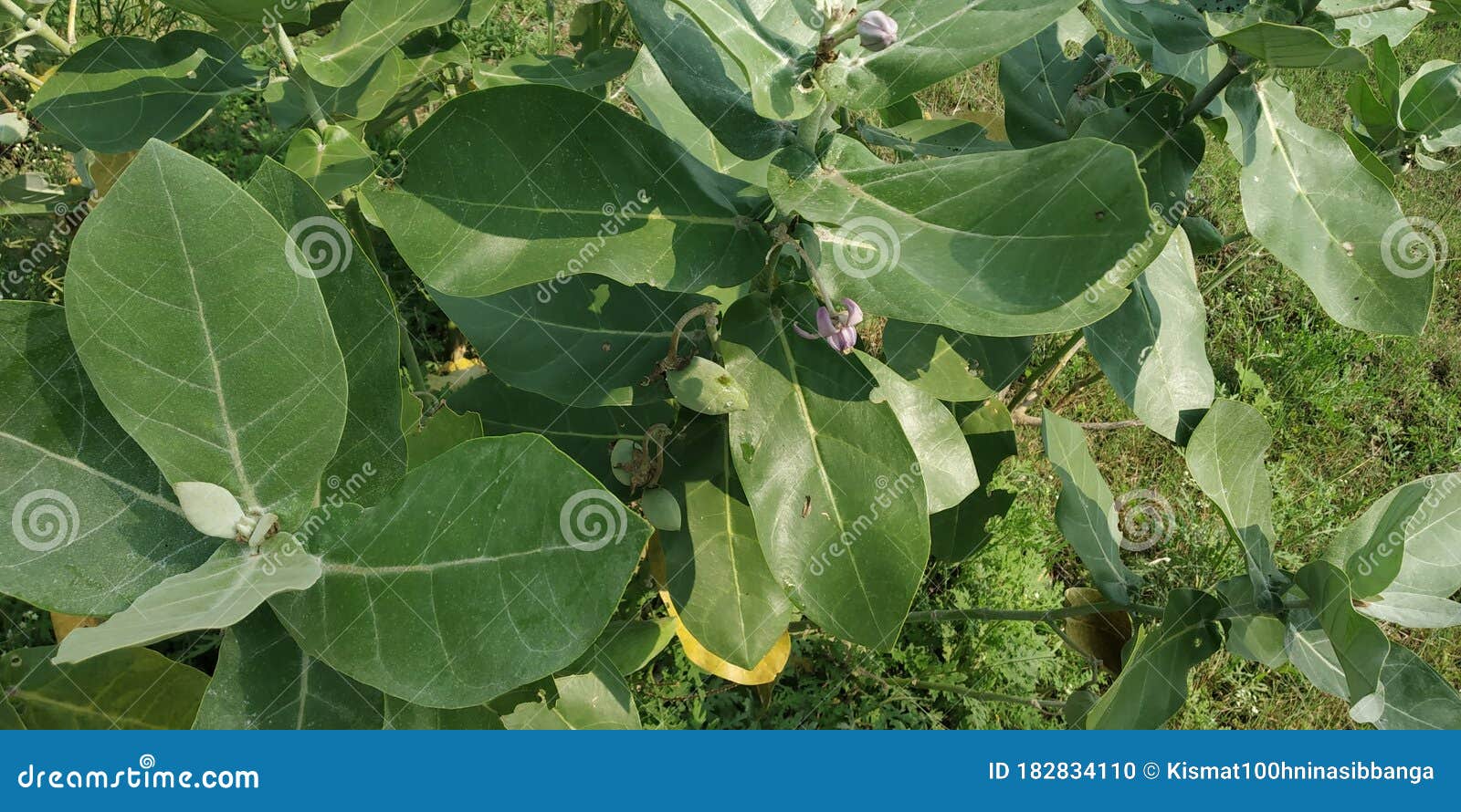 The plant of Aak image stock photo. Image of liquid - 182834110