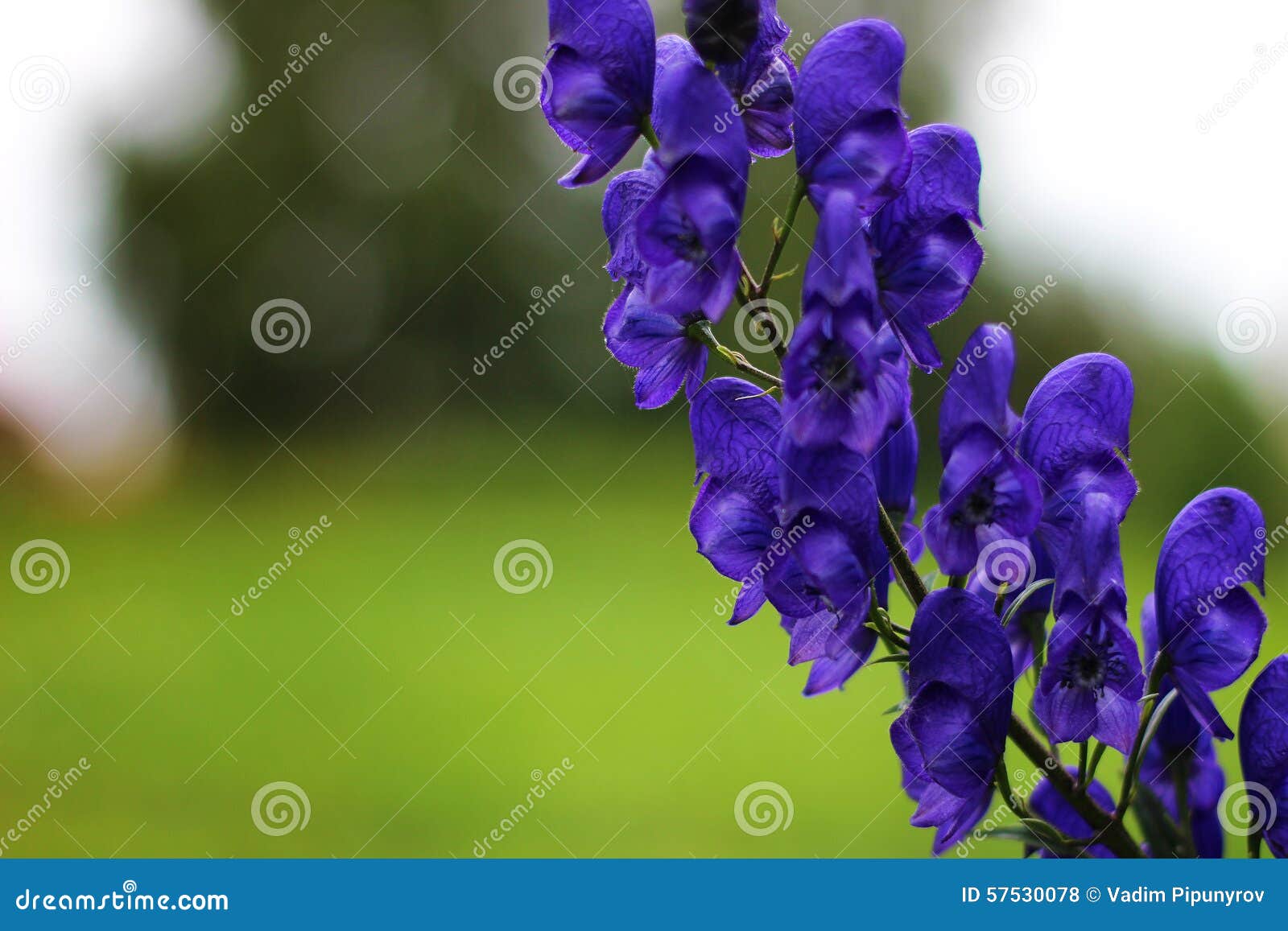 The plant aconite stock photo. Image of flower, aconite - 57530078