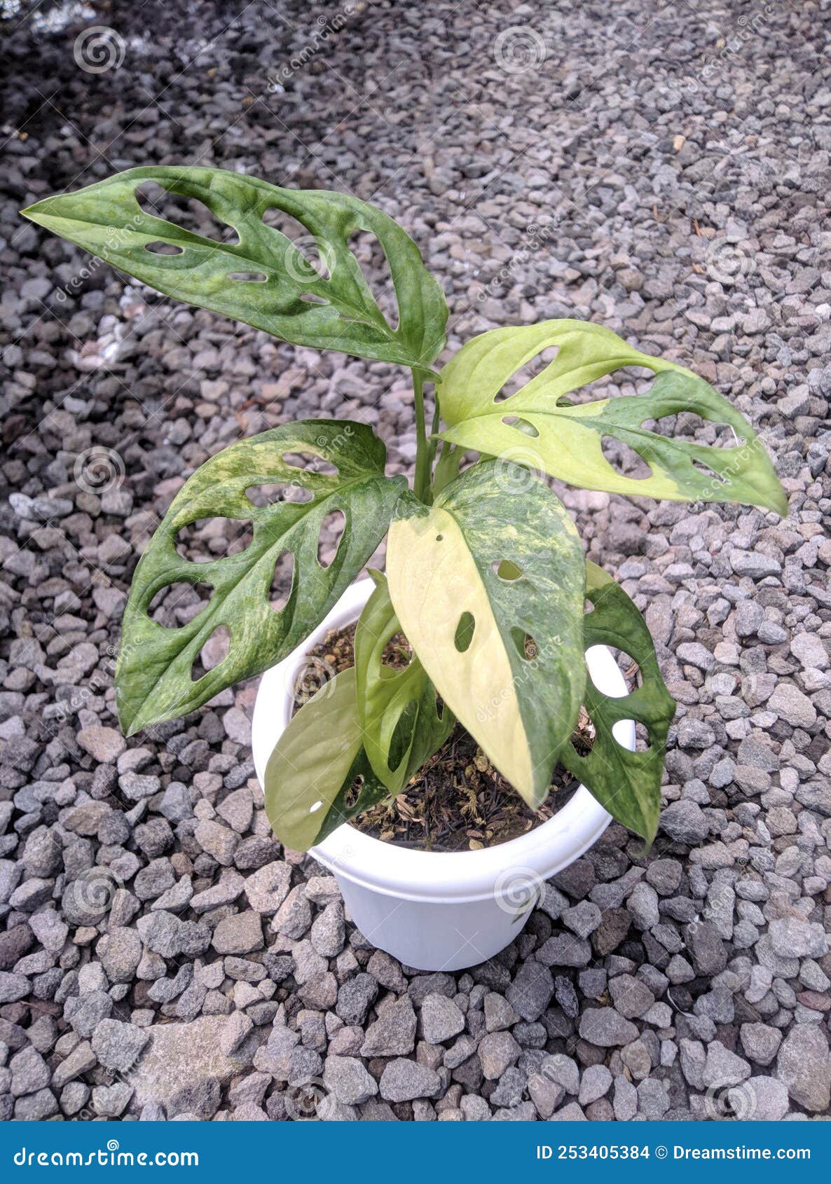 Plant Adansonii Yellow Variegated Picture Stock Photo - Image of grass ...