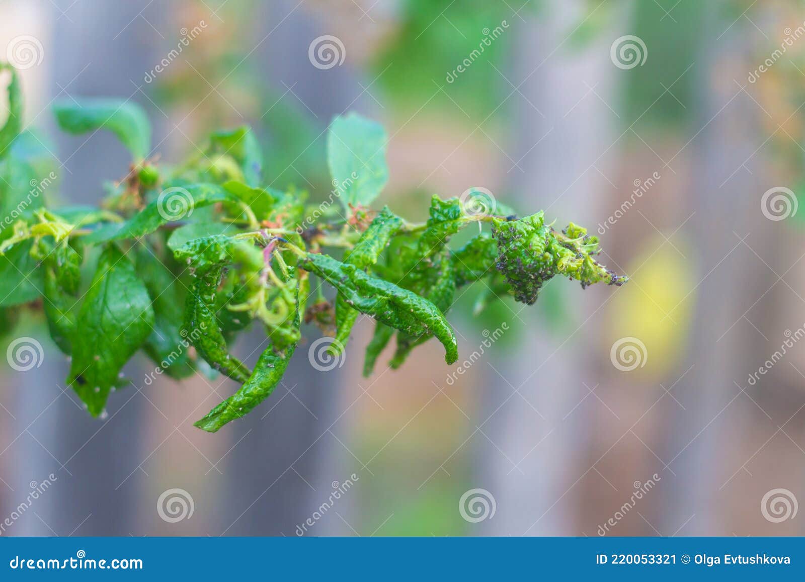 Aphid Pest Infestation On Oleander Plant Stock Photography ...