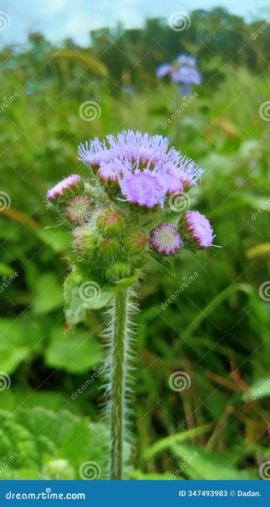 Ageratum Conyzoides Also Known As Tropical Whiteweed, Bastard Argimony ...