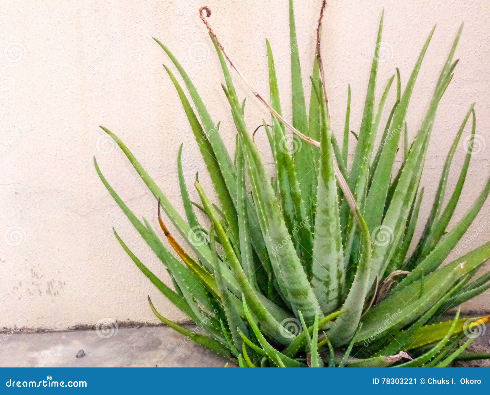 Plant of alo vera pattern stock illustration. Illustration of door ...