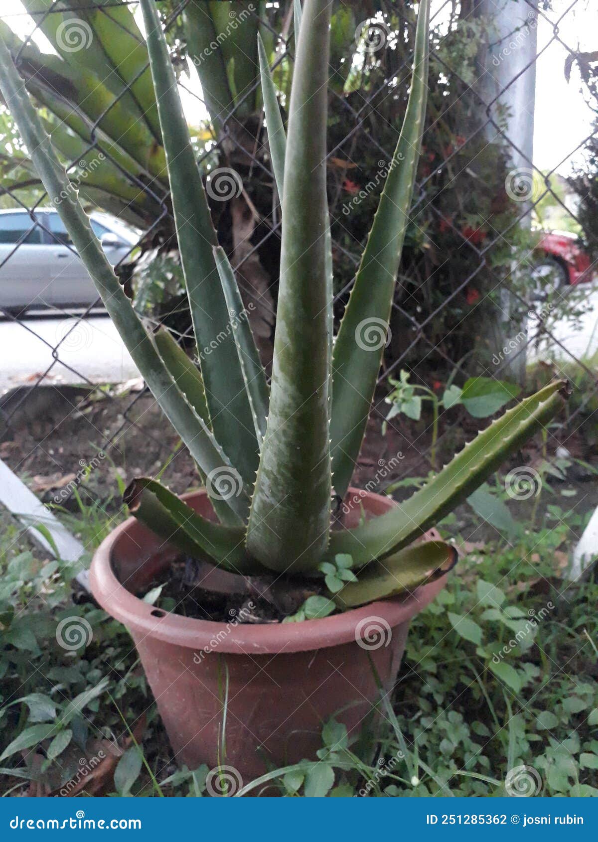 Plant aloe vera in pots stock photo. Image of brown - 251285362