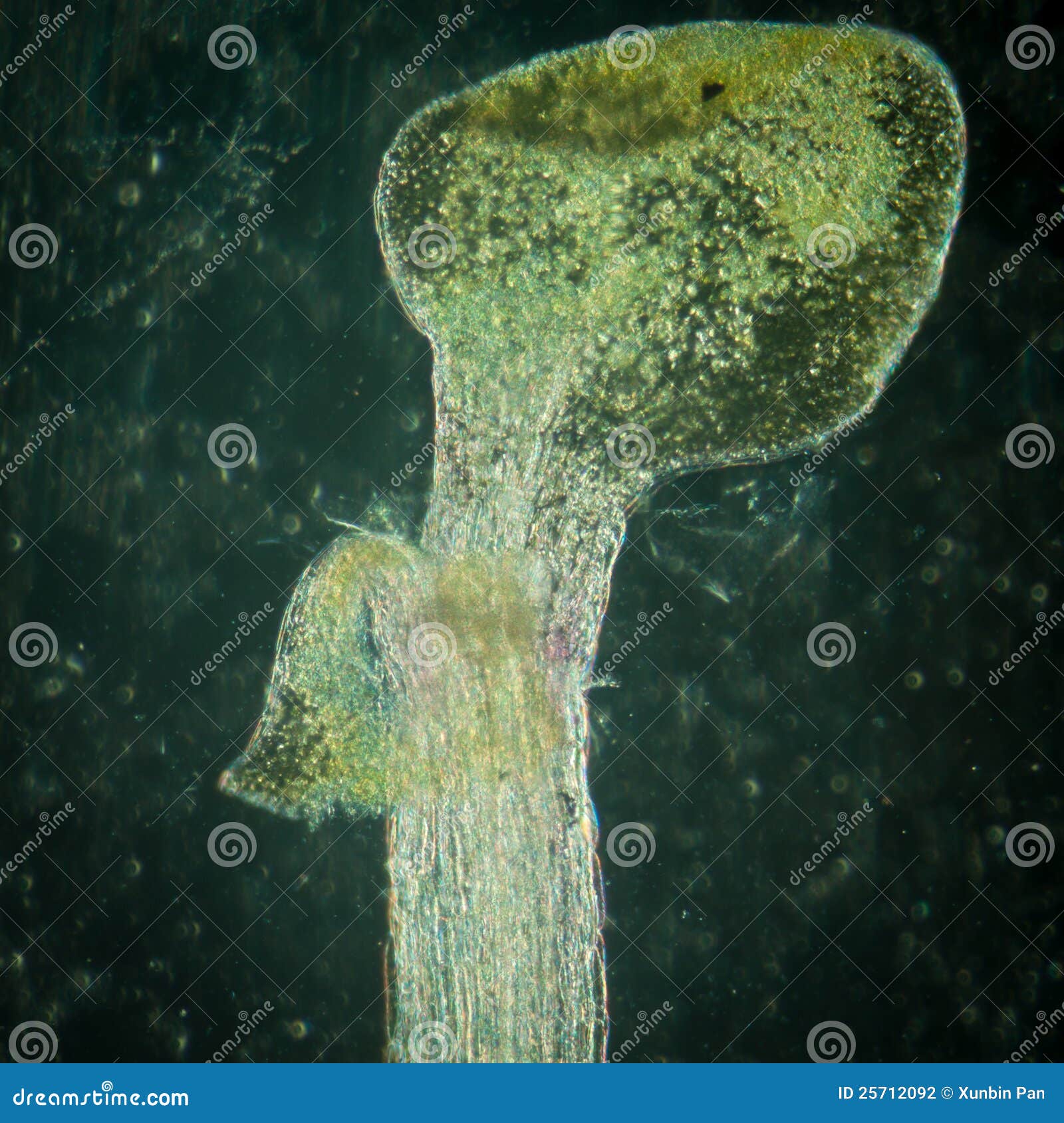 Plant Arabidopsis Thaliana Root Stock Photo - Image of microscope ...