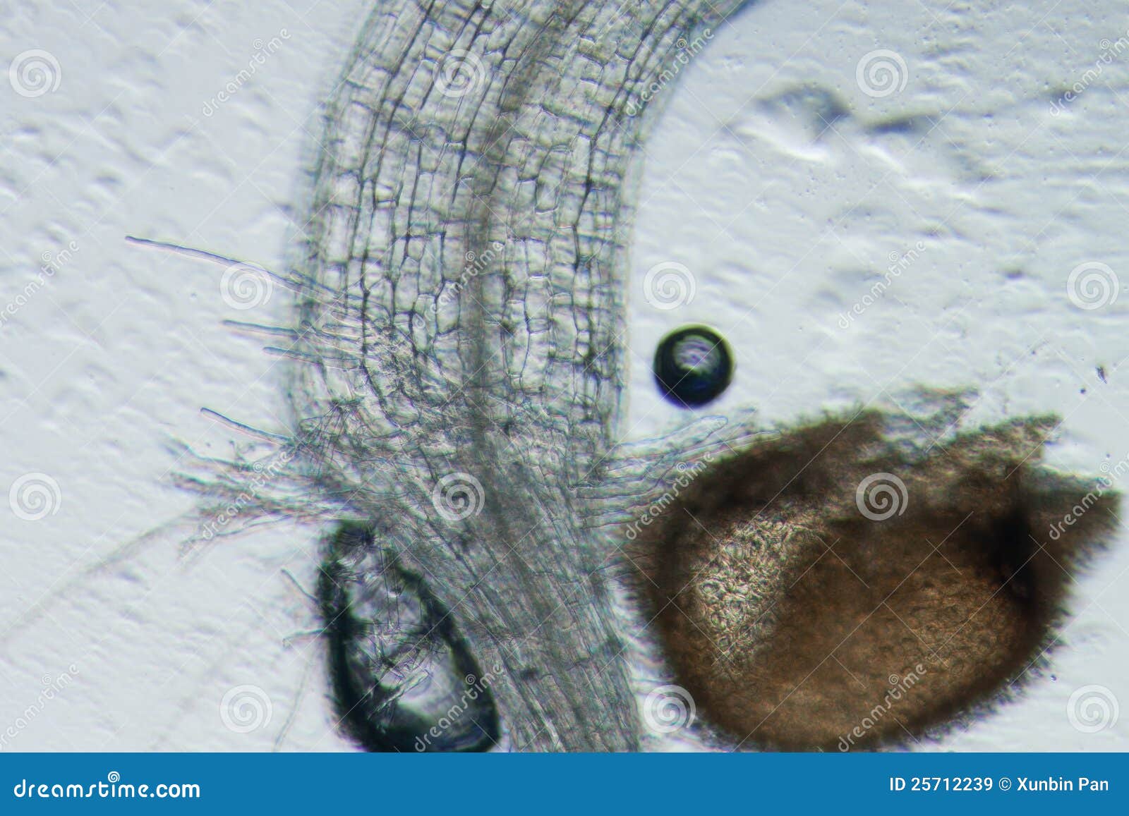Plant Arabidopsis Thaliana Root Stock Image - Image of background ...
