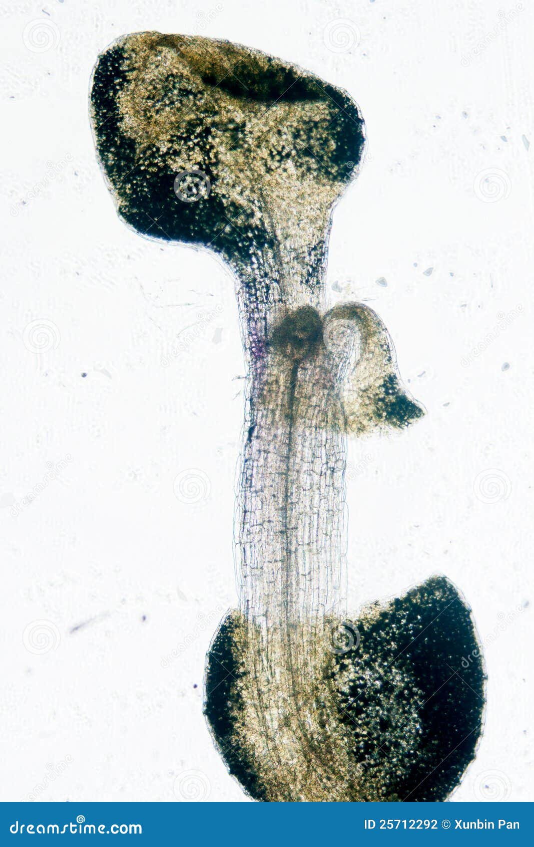 Plant Arabidopsis Thaliana Root Stock Photo - Image of leaf, microscope ...
