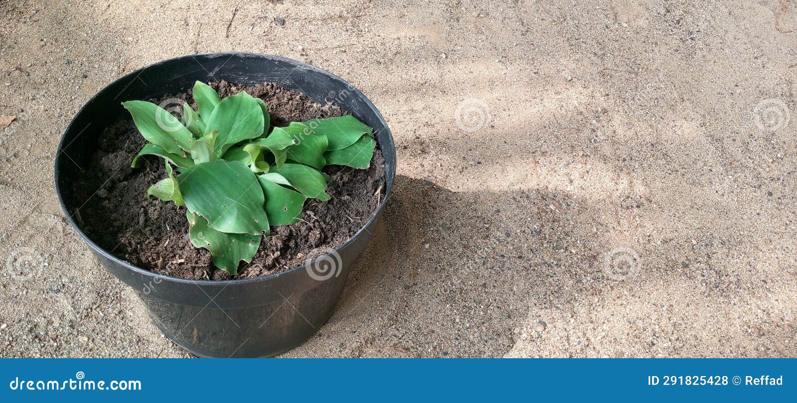 Plant Aromatic Ginger or Sand Ginger in the Pot Stock Photo - Image of ...