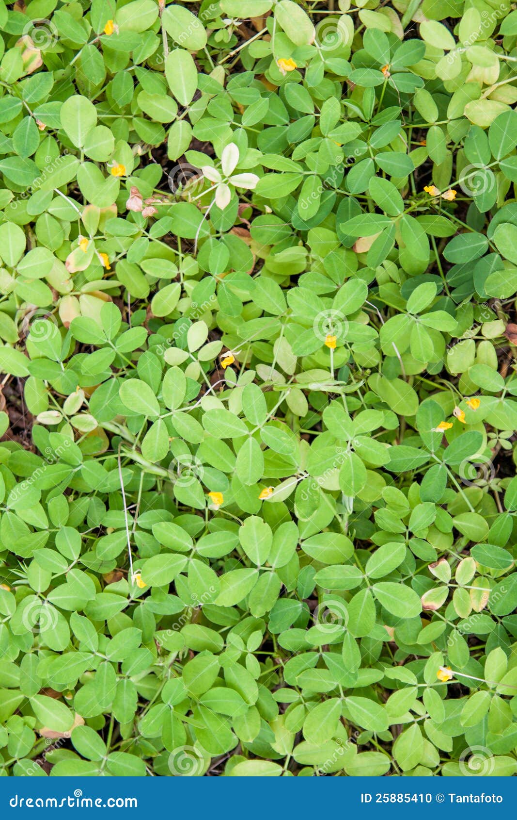 Plant background stock photo. Image of closeup, backdrop - 25885410