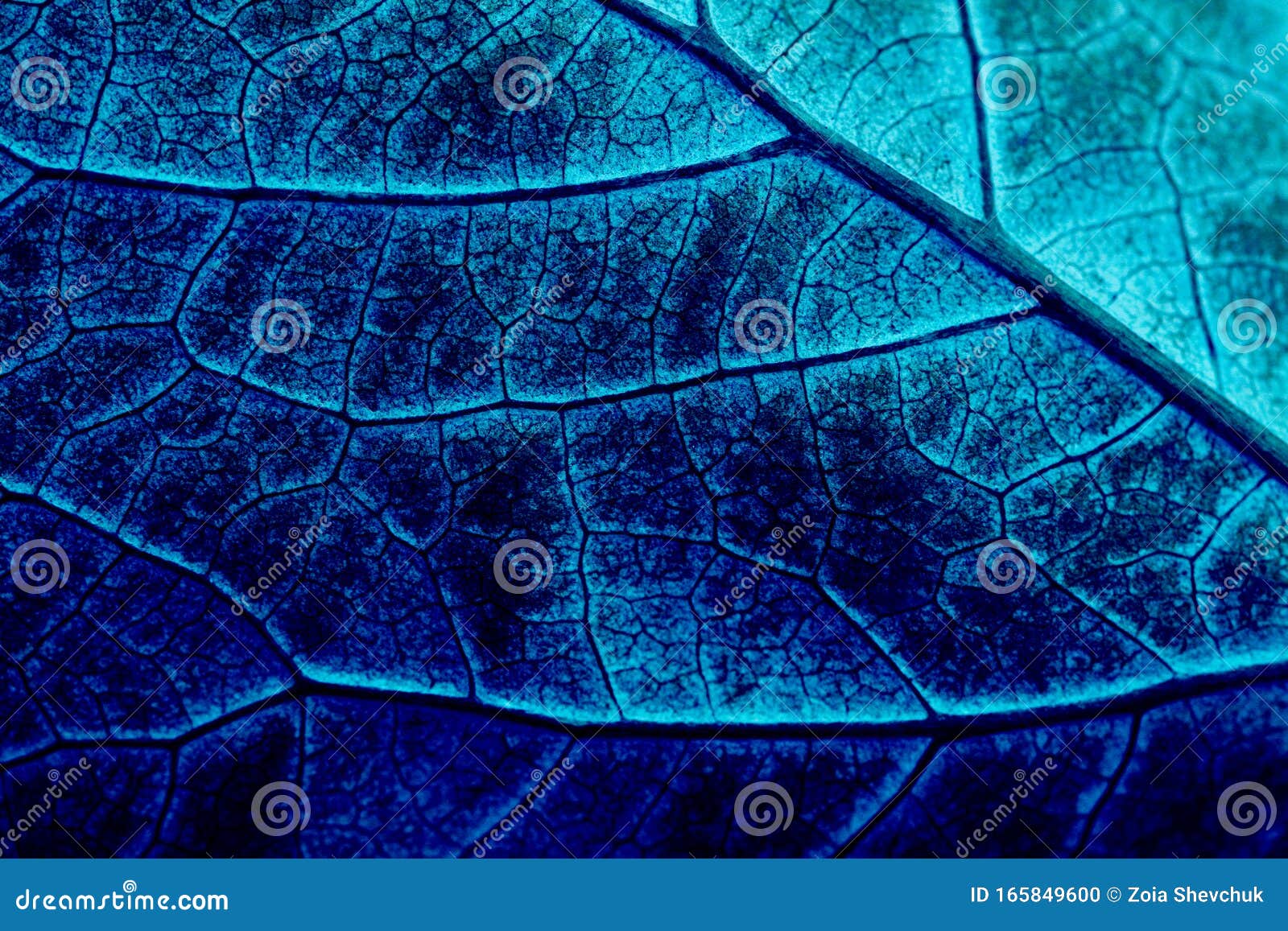 Plant Background. Classic Blue - Trend Color of 2020 Stock Photo ...