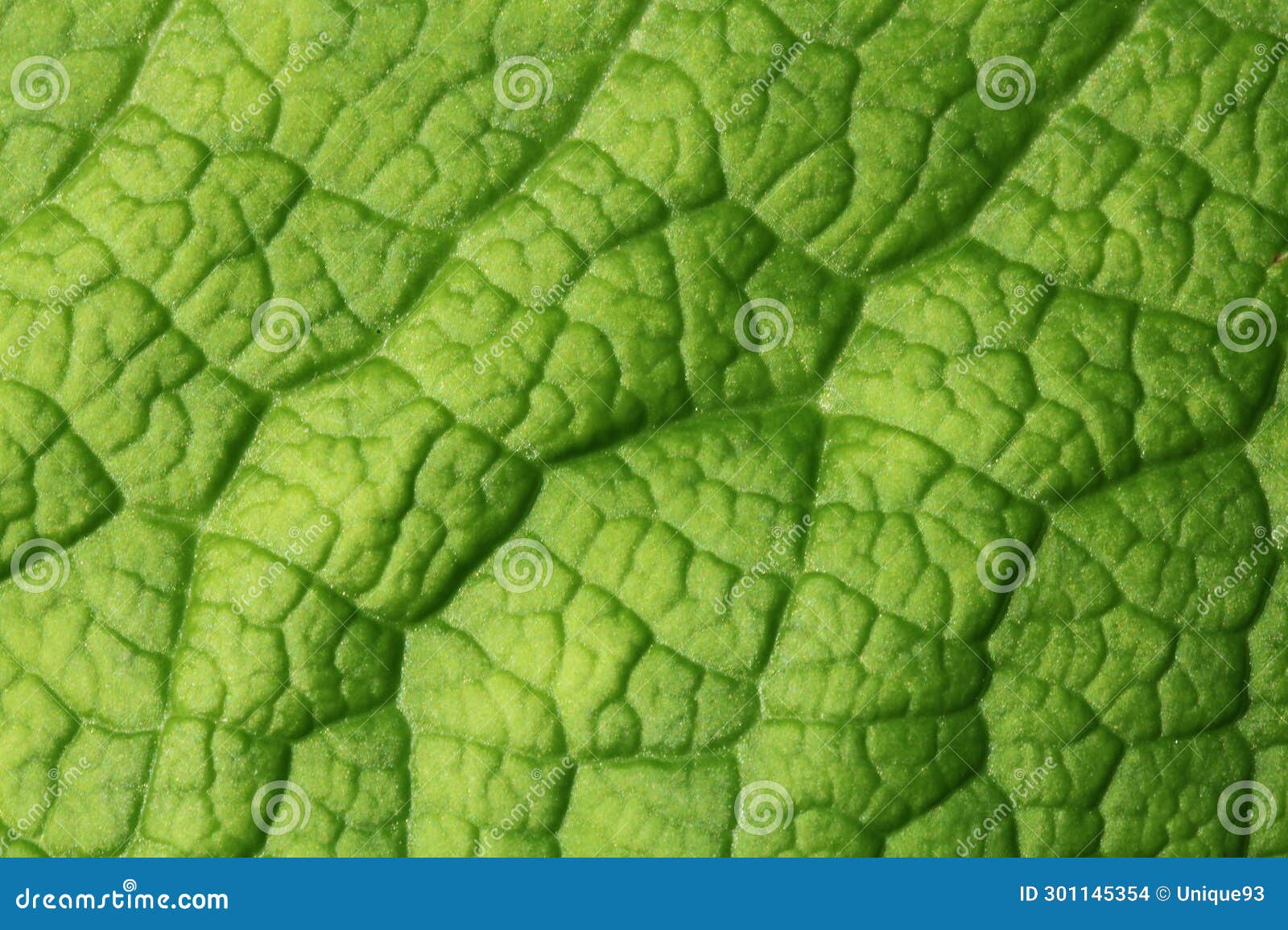 Close-up of the Veins of a Plant Leaf Stock Photo - Image of vein ...