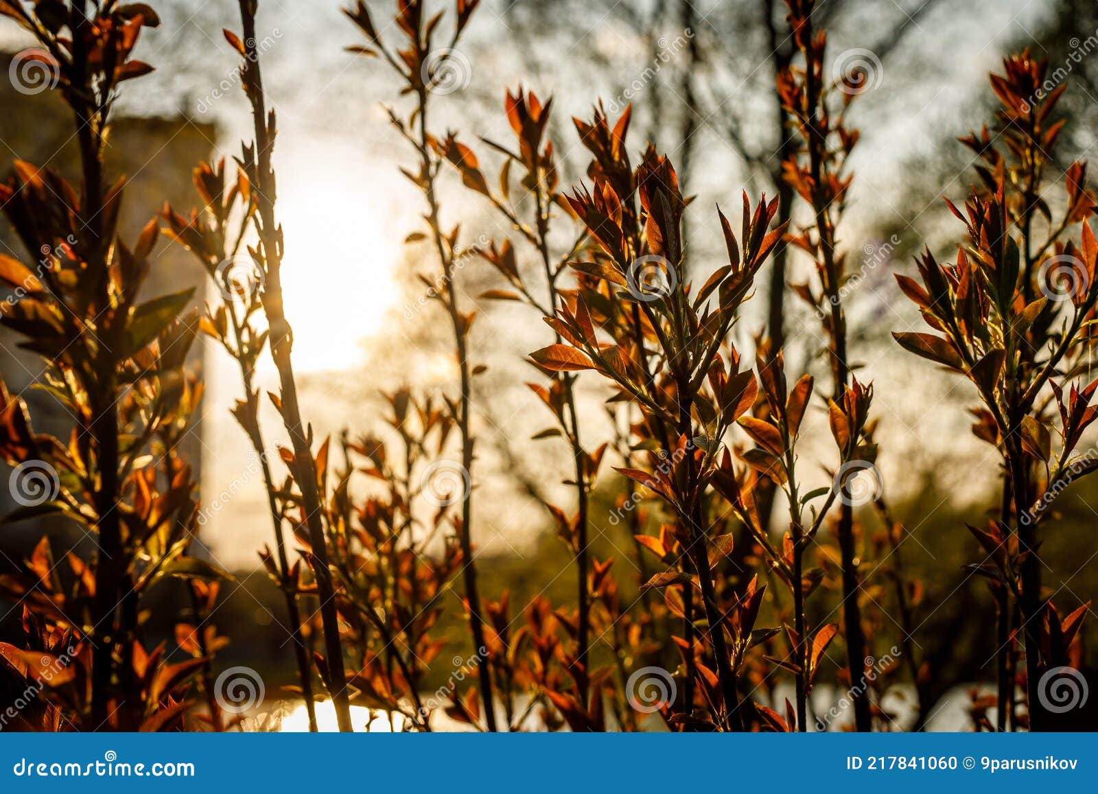 Plant Background on a Golden Sunset. Stock Photo - Image of nature ...