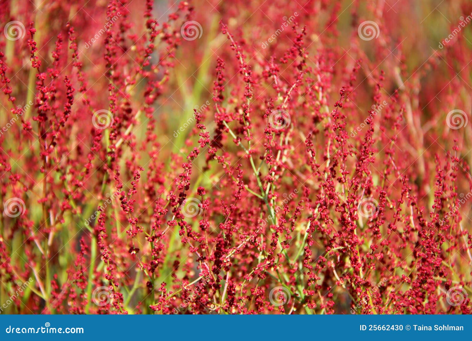 Rumex Acetosella, Commonly Known As Red Sorrel, Sheep`s Sorrel, Field ...