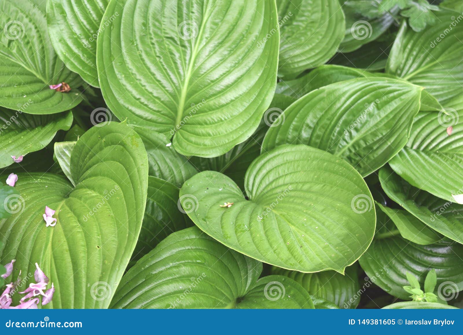 Plant Background for Your Design and Needs Stock Image - Image of clean ...