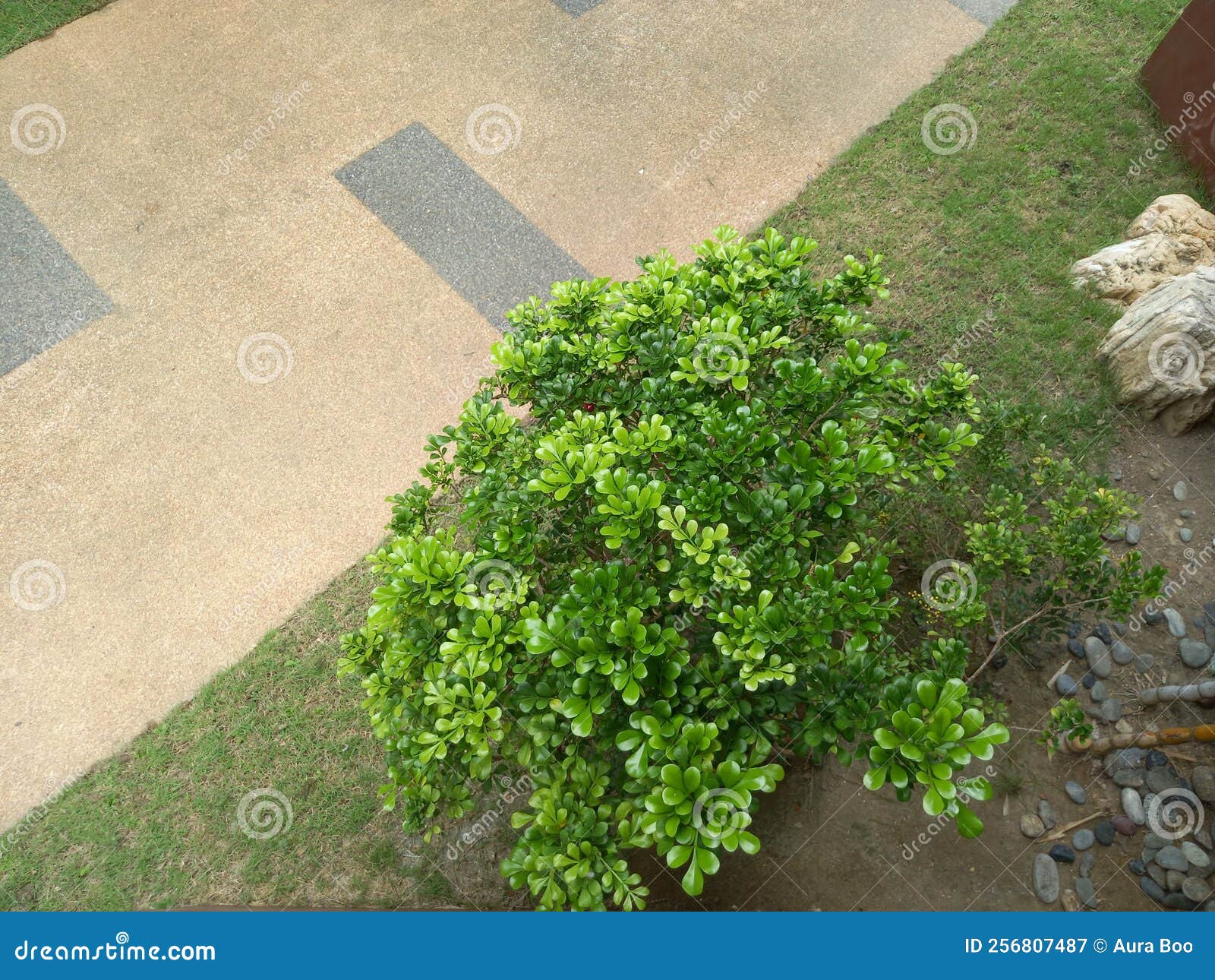 A Plant in the Backyard Pictured from Above a Green and Leafy Shrub ...