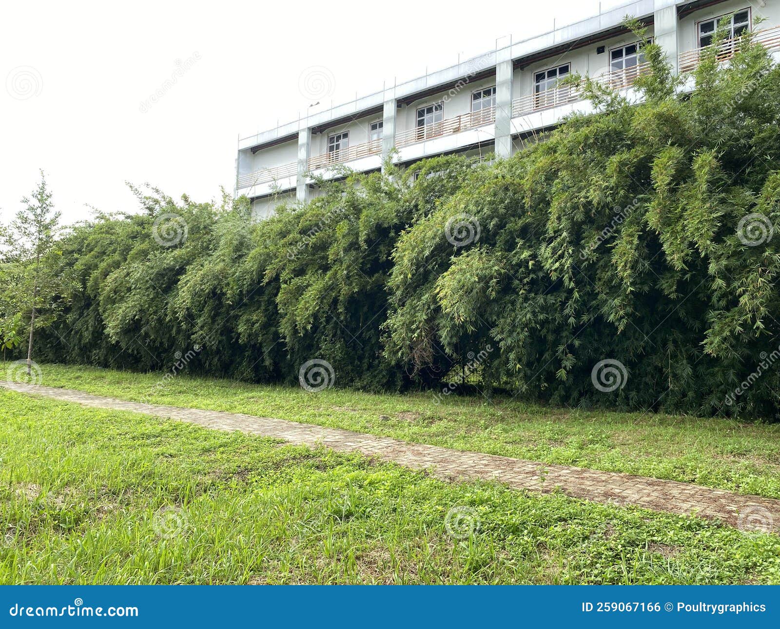 Plant Bamboo As Fencing stock photo. Image of soil, farm - 259067166
