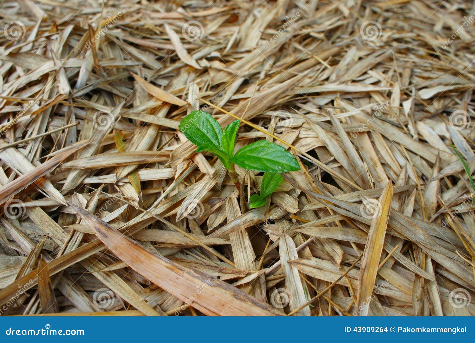 Plant in the bamboo Leaves stock photo. Image of bamboo - 43909264