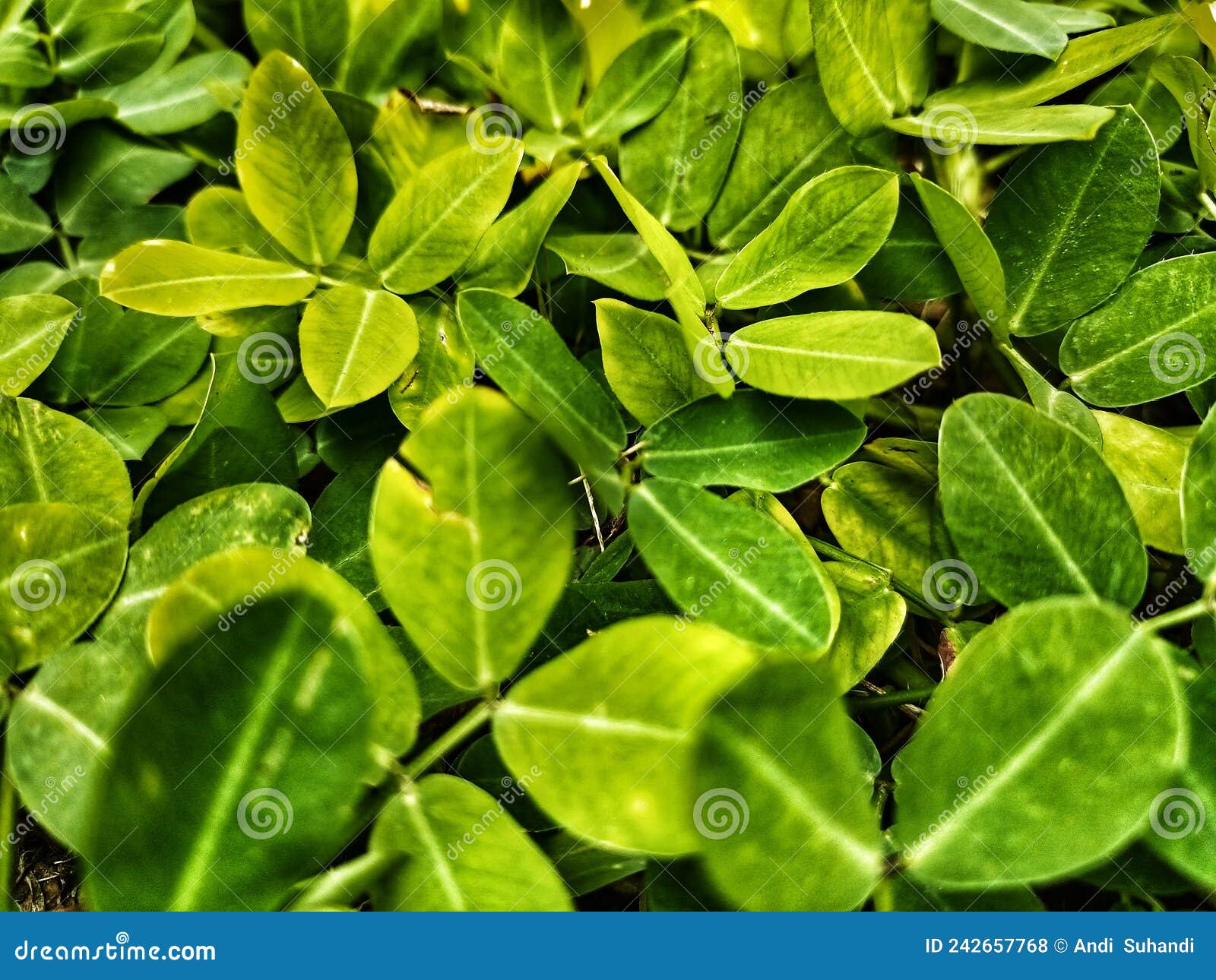 Plant Barleria Prionitis L Leaves, Plant Leaf Background Stock Photo ...