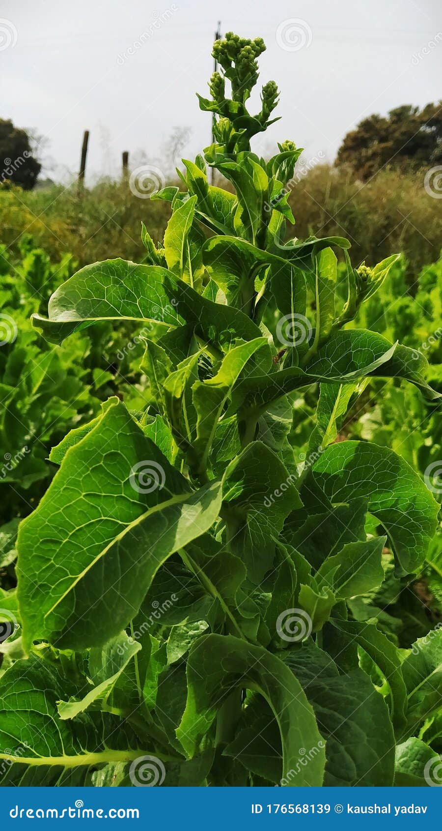 Plant of Basmati Saag ( Eating Leaf) Stock Image - Image of human, saag ...