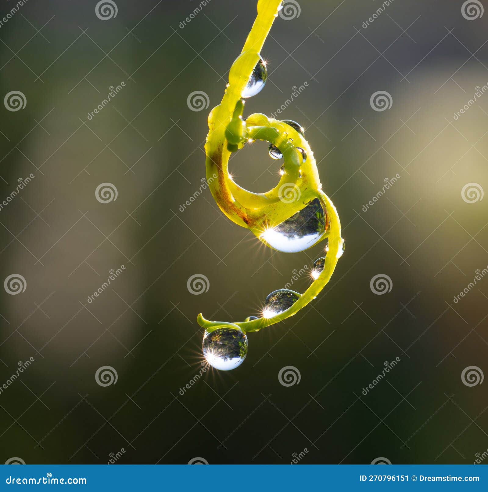 Plant with Beautiful Colored Water Drop after Rain Closeup Stock Image ...