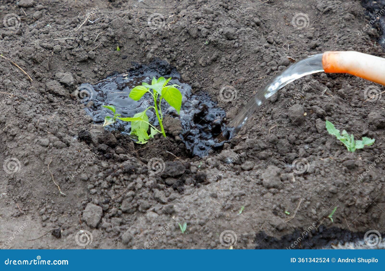 A Plant is Being Watered in a Garden Stock Photo - Image of leaves ...