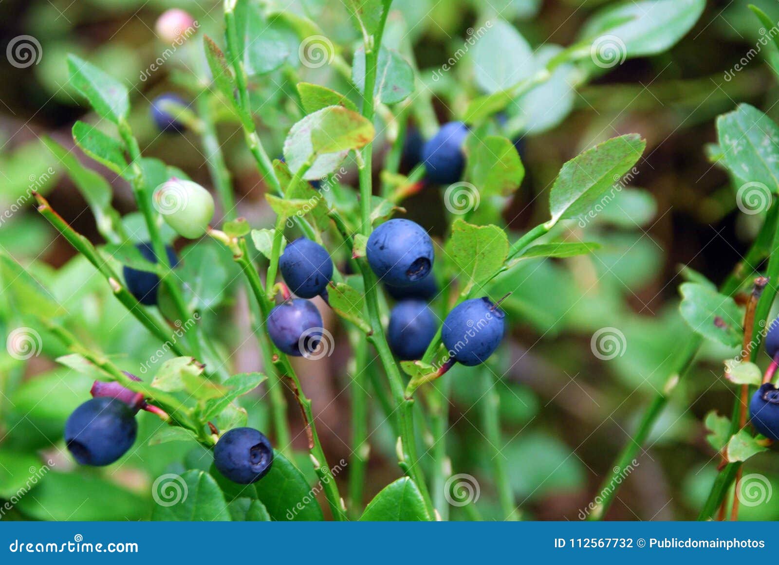 Plant, Berry, Bilberry, Blueberry Picture. Image: 112567732