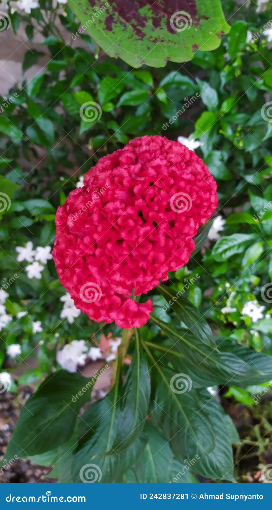 Plant with big red flowers stock image. Image of blossom - 242837281