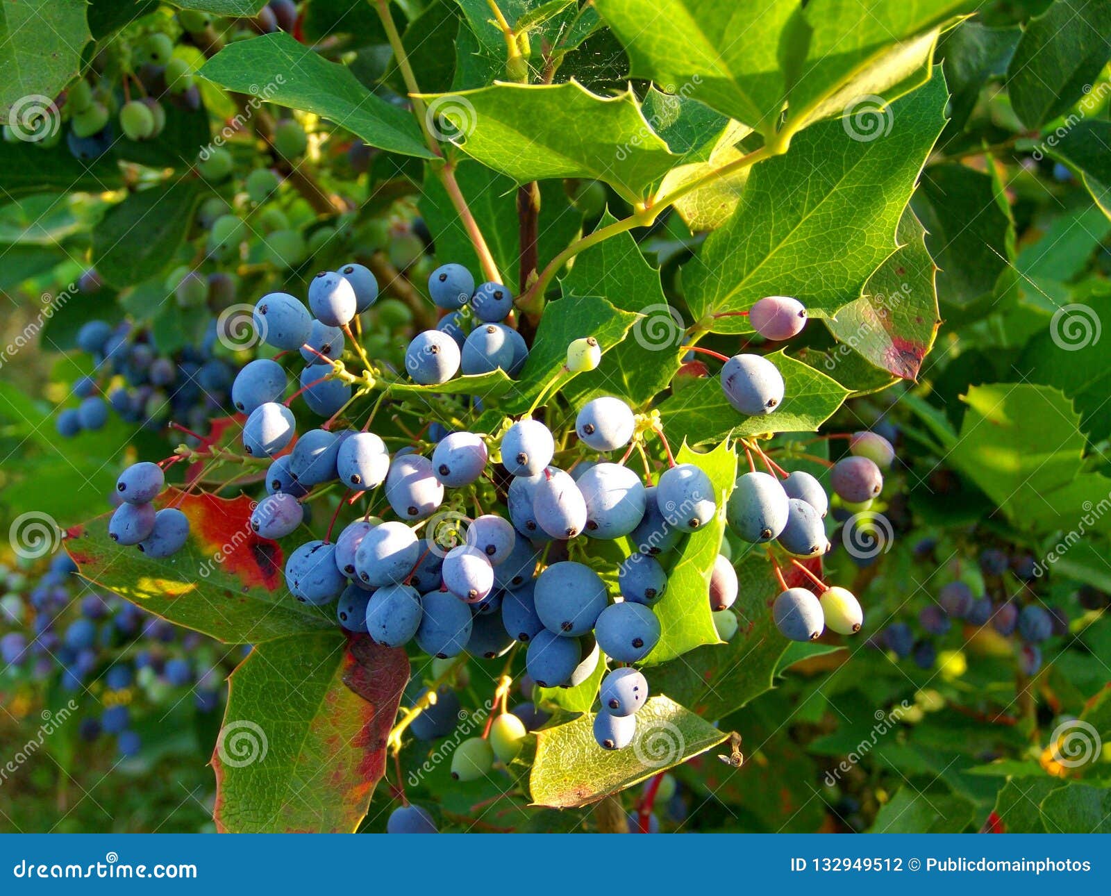Plant, Bilberry, Blueberry, Huckleberry Picture. Image: 132949512